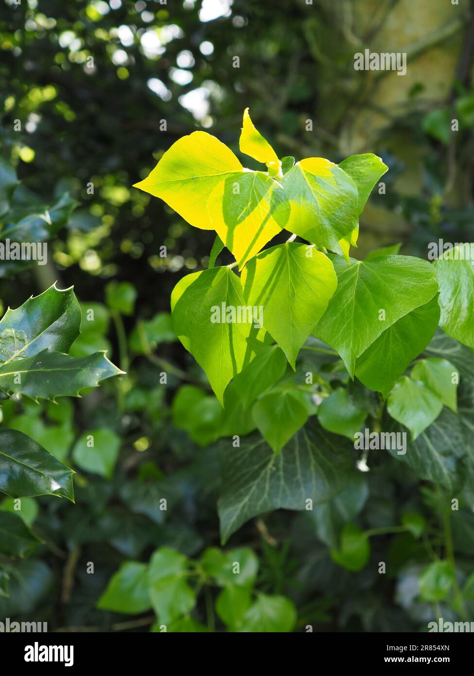Ivy glowing in sun hi-res stock photography and images - Alamy