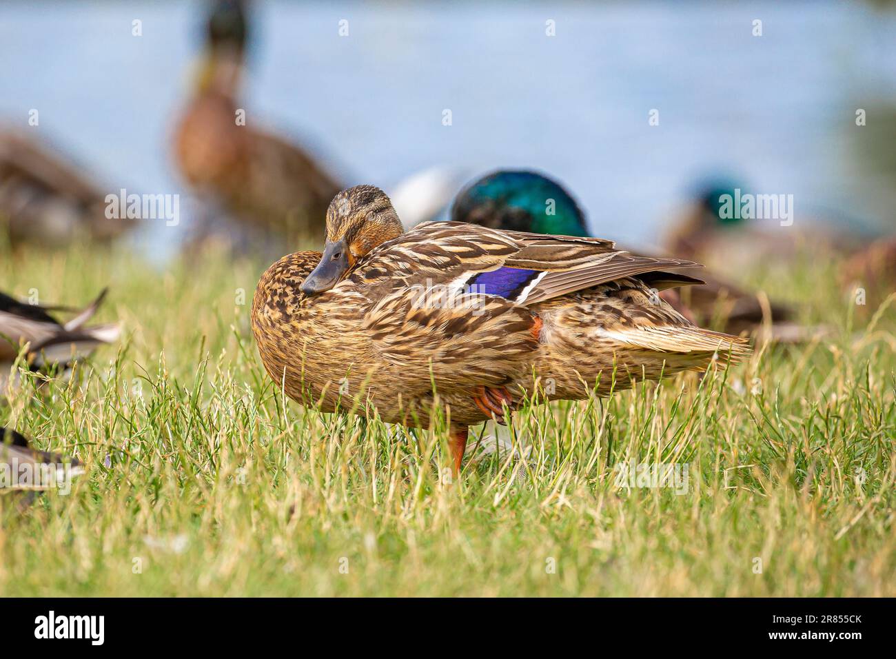 Female mallard resting in the sun in a park Stock Photo - Alamy