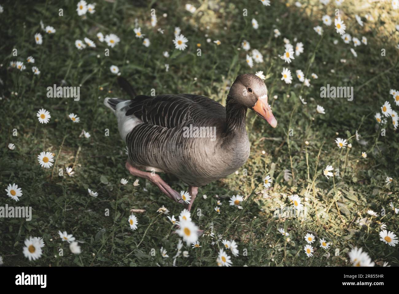Goose walks in a meadow hi-res stock photography and images - Alamy
