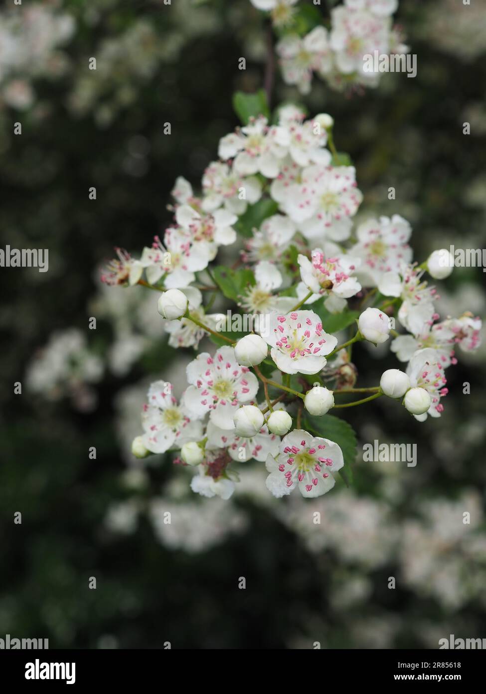 English hawthorn crataegus laevigata hi-res stock photography and ...