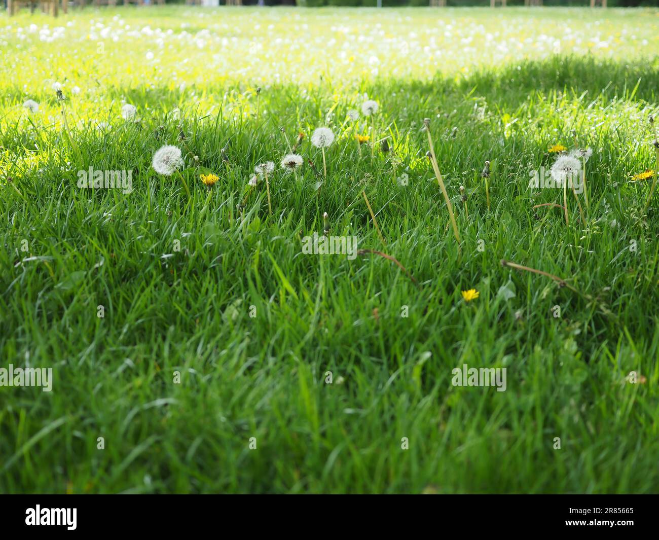 A park lawn left to grow long for No Mow May, a biodiversity initiative ...
