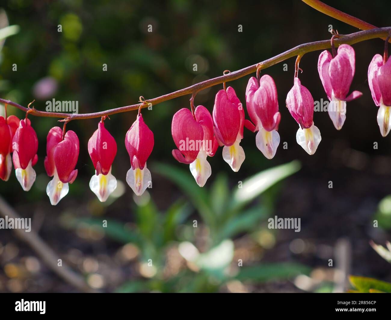 Pink and white Dicentra / Lamprocapnos spectabilis (Bleeding heart ...