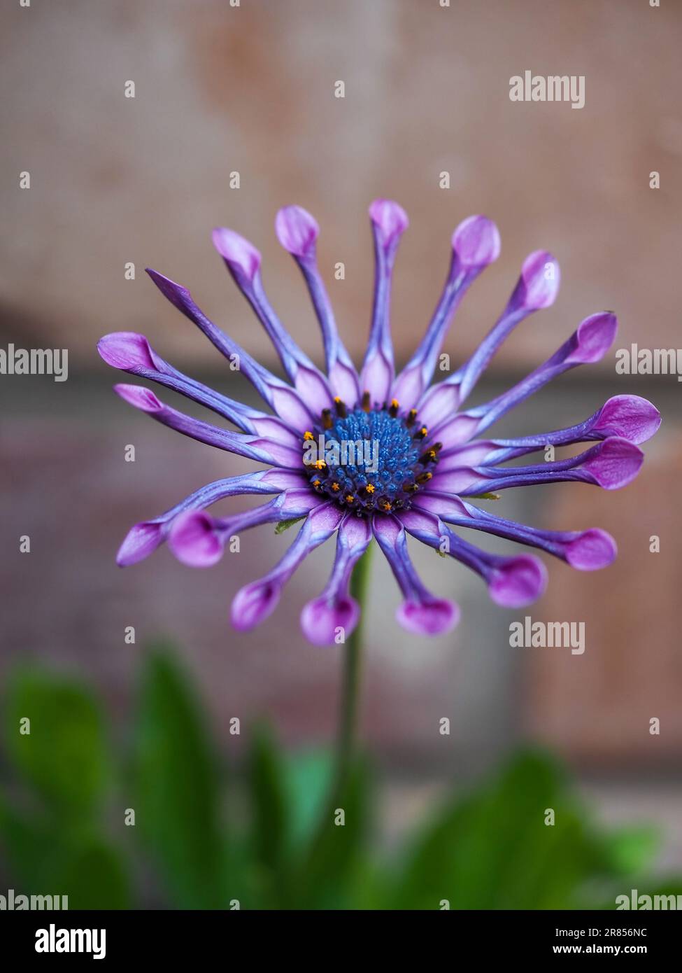 Osteospermum spider hi-res stock photography and images - Alamy