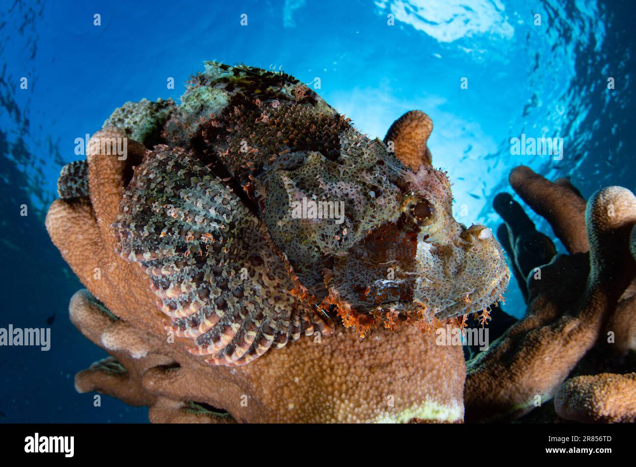 A well-camouflaged Tasseled scorpionfish, Scorpaenopsis oxycephala ...