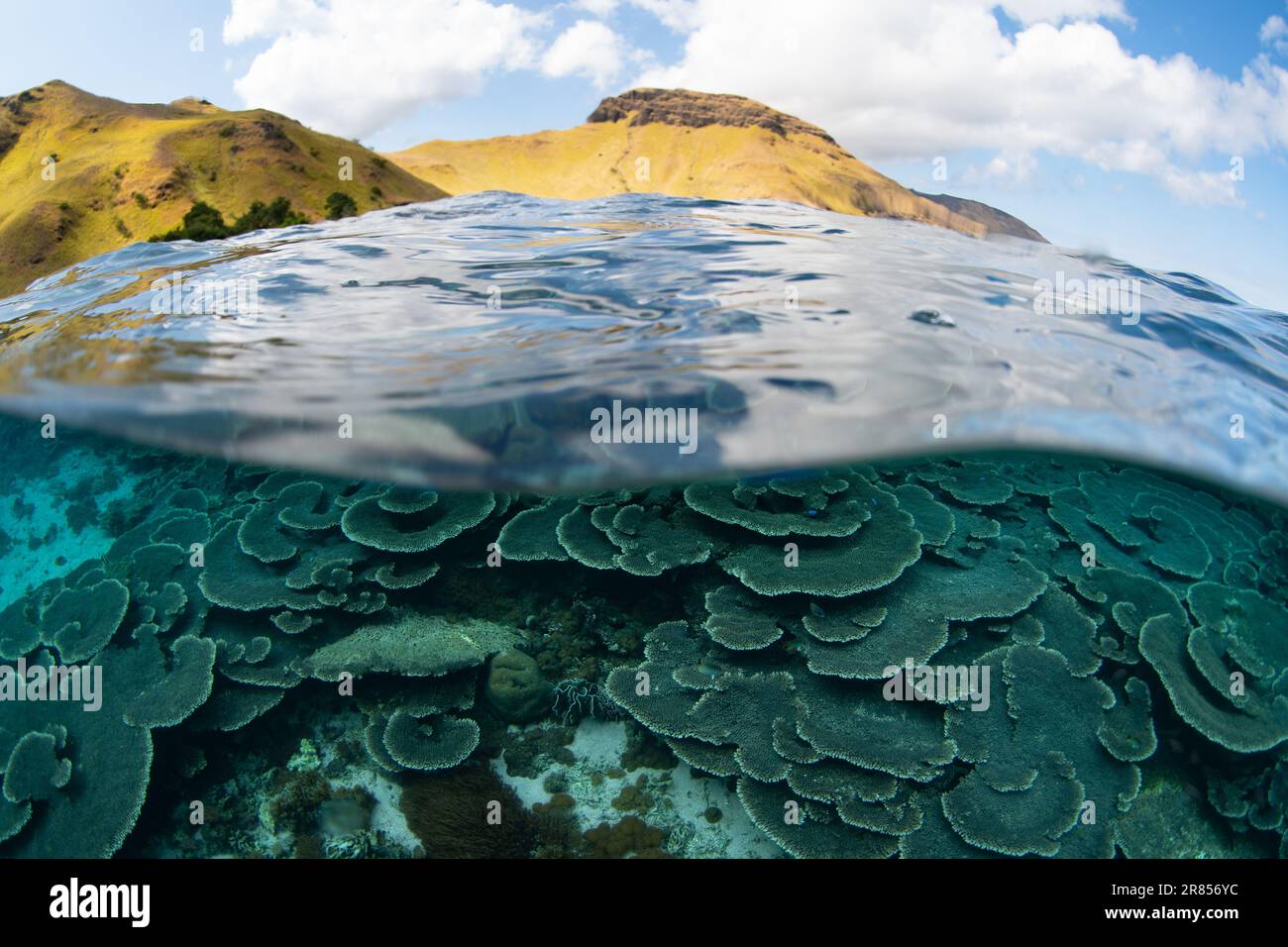 Reef-building corals thrive on a biodiverse reef in Komodo National ...