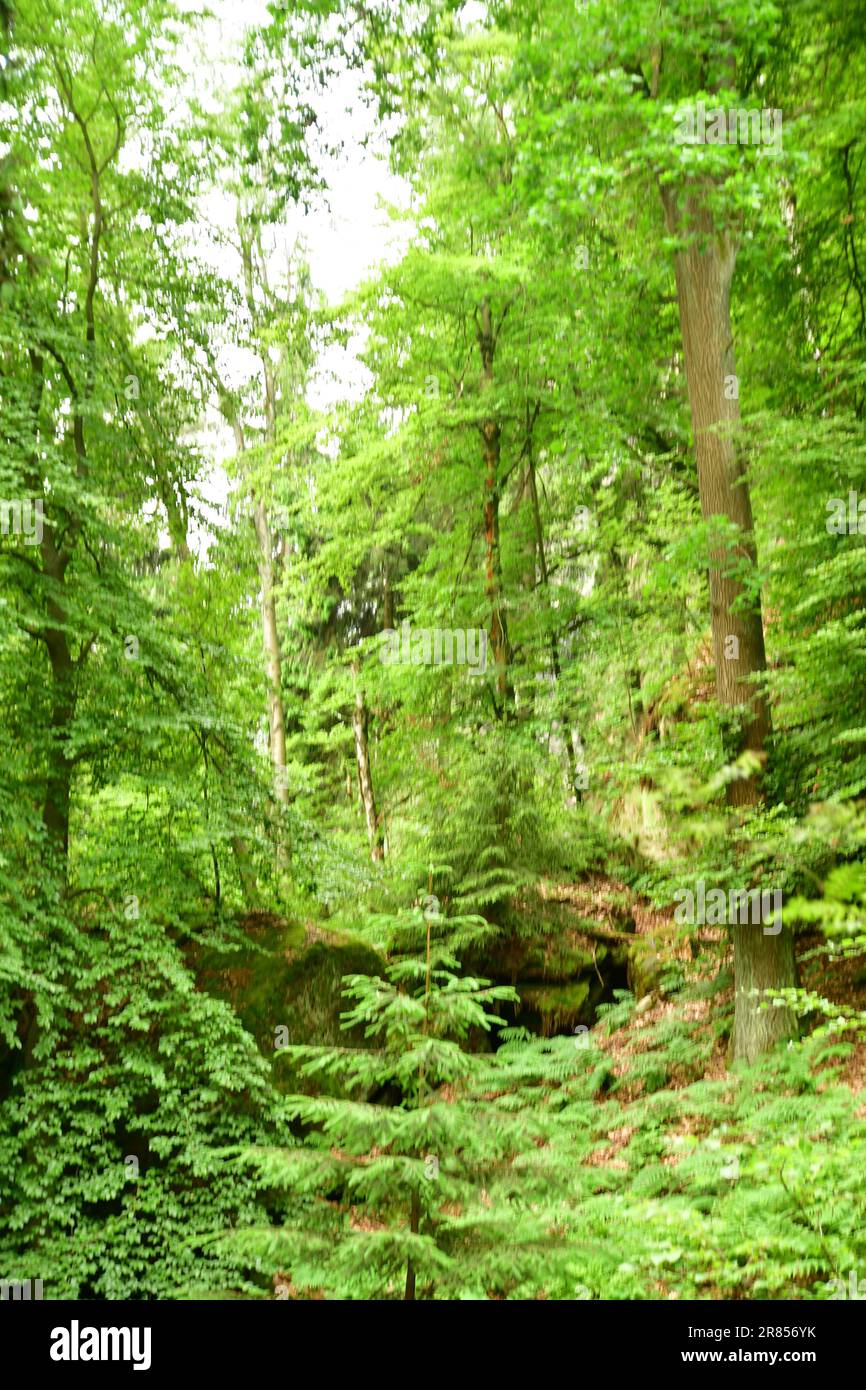 Green forest in Summer beautiful nature in germany Stock Photo - Alamy