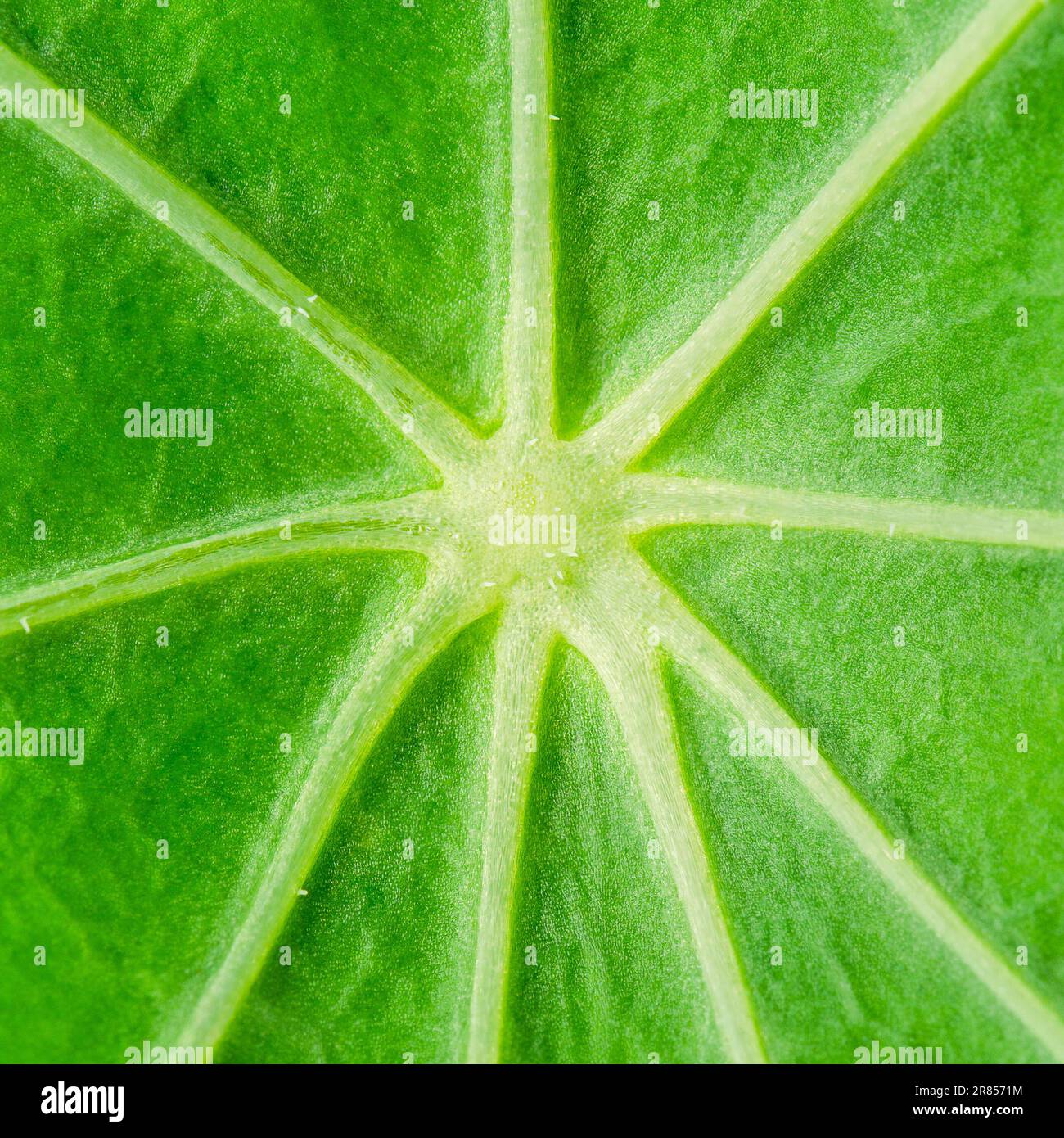 Center of the leaf of garden nasturtium of intense chlorophyll green ...