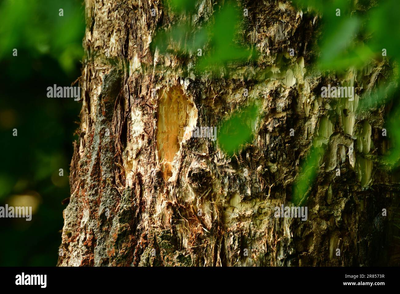 German tree species hi-res stock photography and images - Alamy