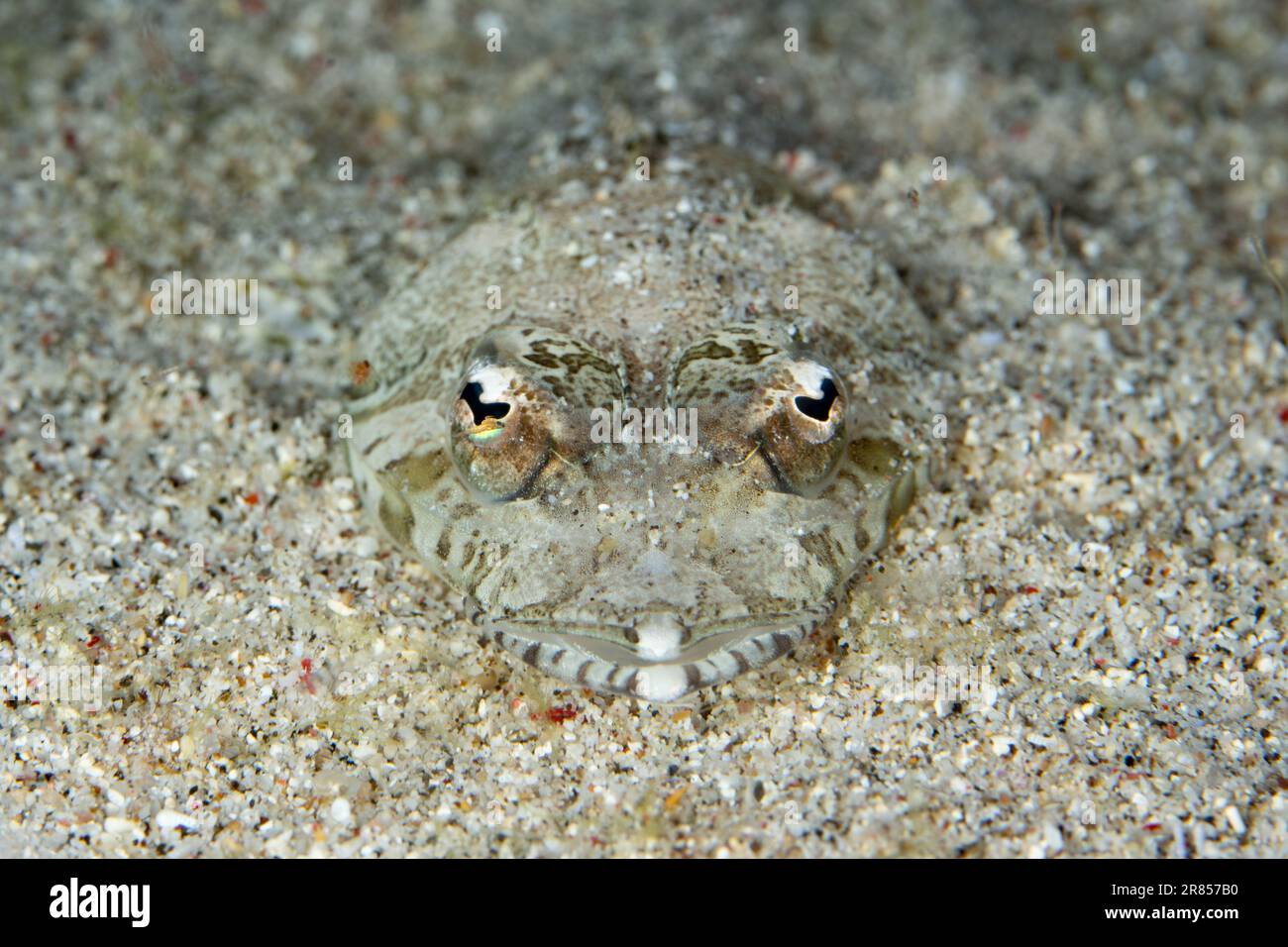 Flathead fish hi-res stock photography and images - Alamy