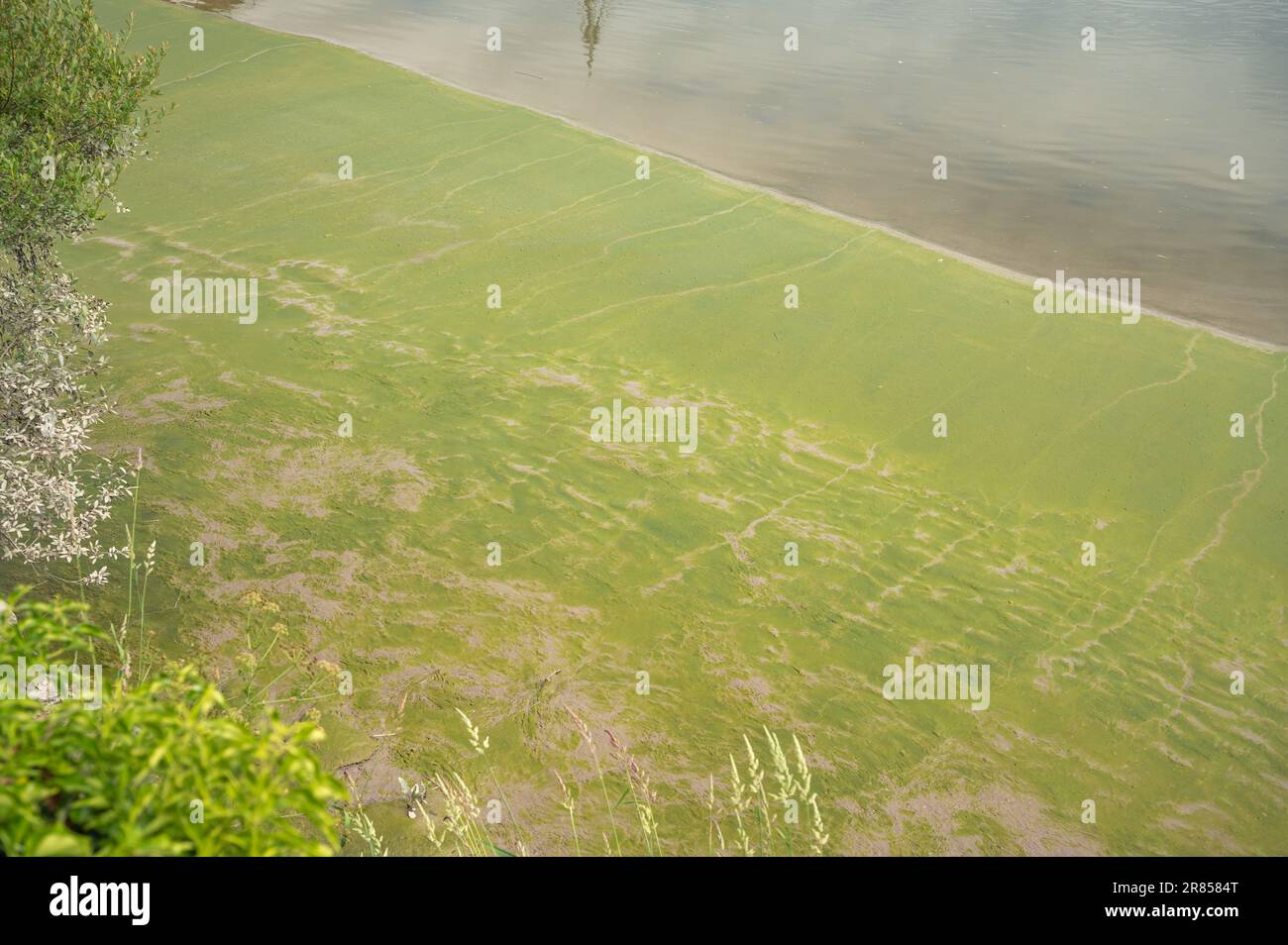 Macroalgae hi-res stock photography and images - Alamy