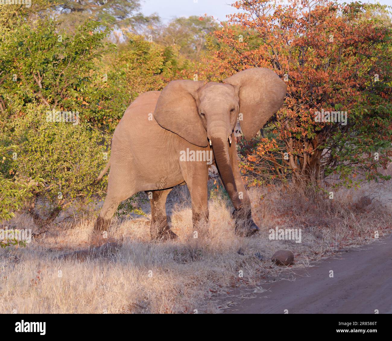 An African elephant at Zambezi National Park in Zimbabwe Stock Photo ...