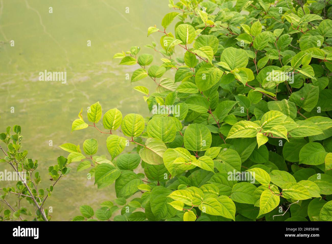 Japanese knotweed, Reynoutria japonica, growing along the river bank in ...