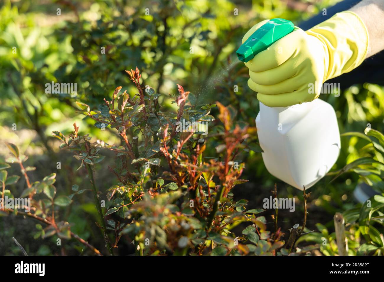 Treatment of roses from pests, aphids and fungi. Remedy for roses from ...