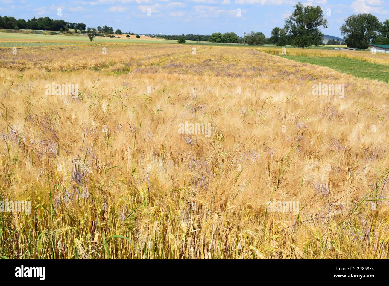Grain field with wild plants between the grain Stock Photo - Alamy
