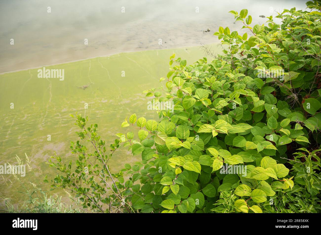 Japanese knotweed, Reynoutria japonica, growing along the river bank in ...