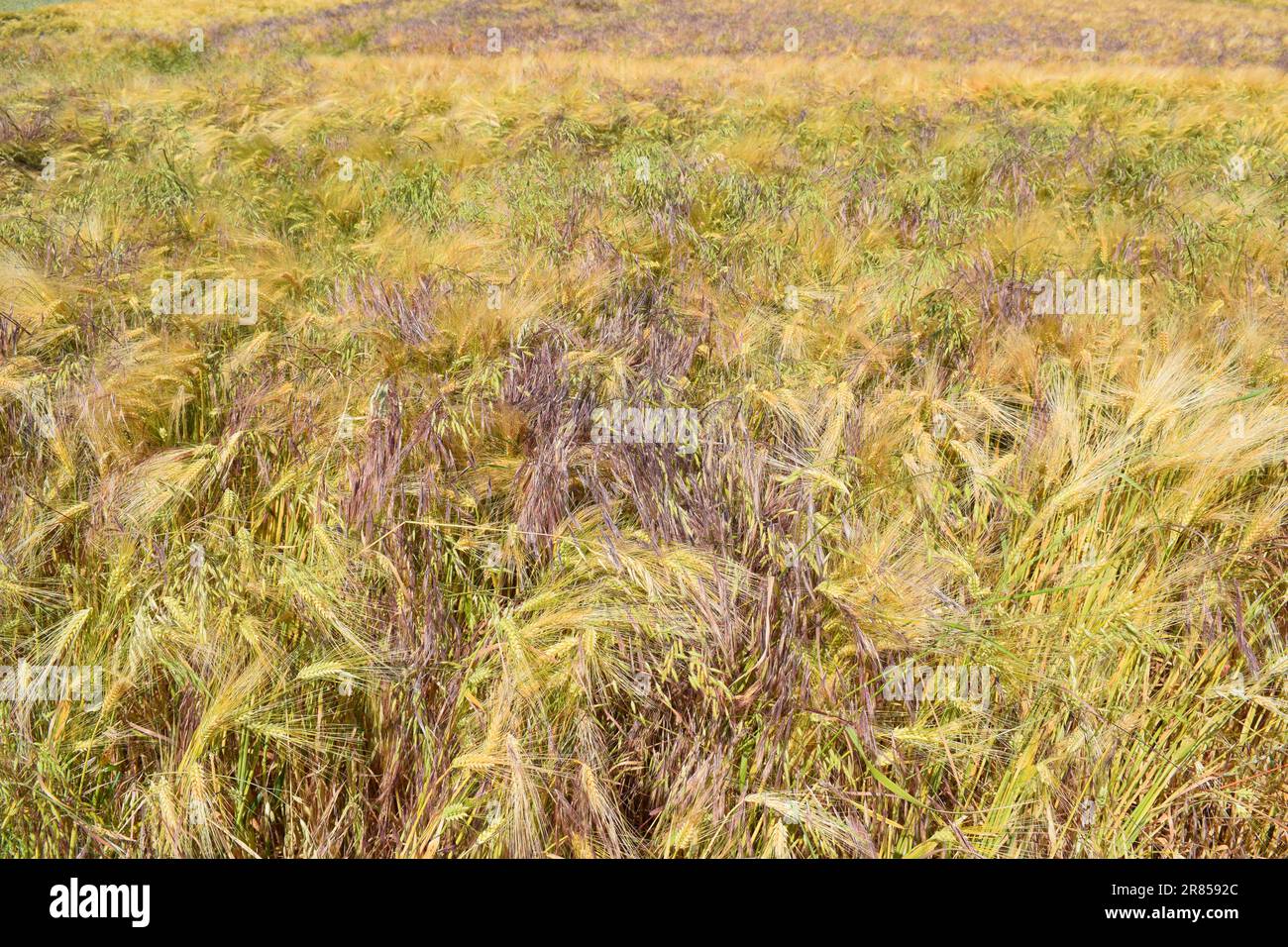 Grain plants hi-res stock photography and images - Alamy