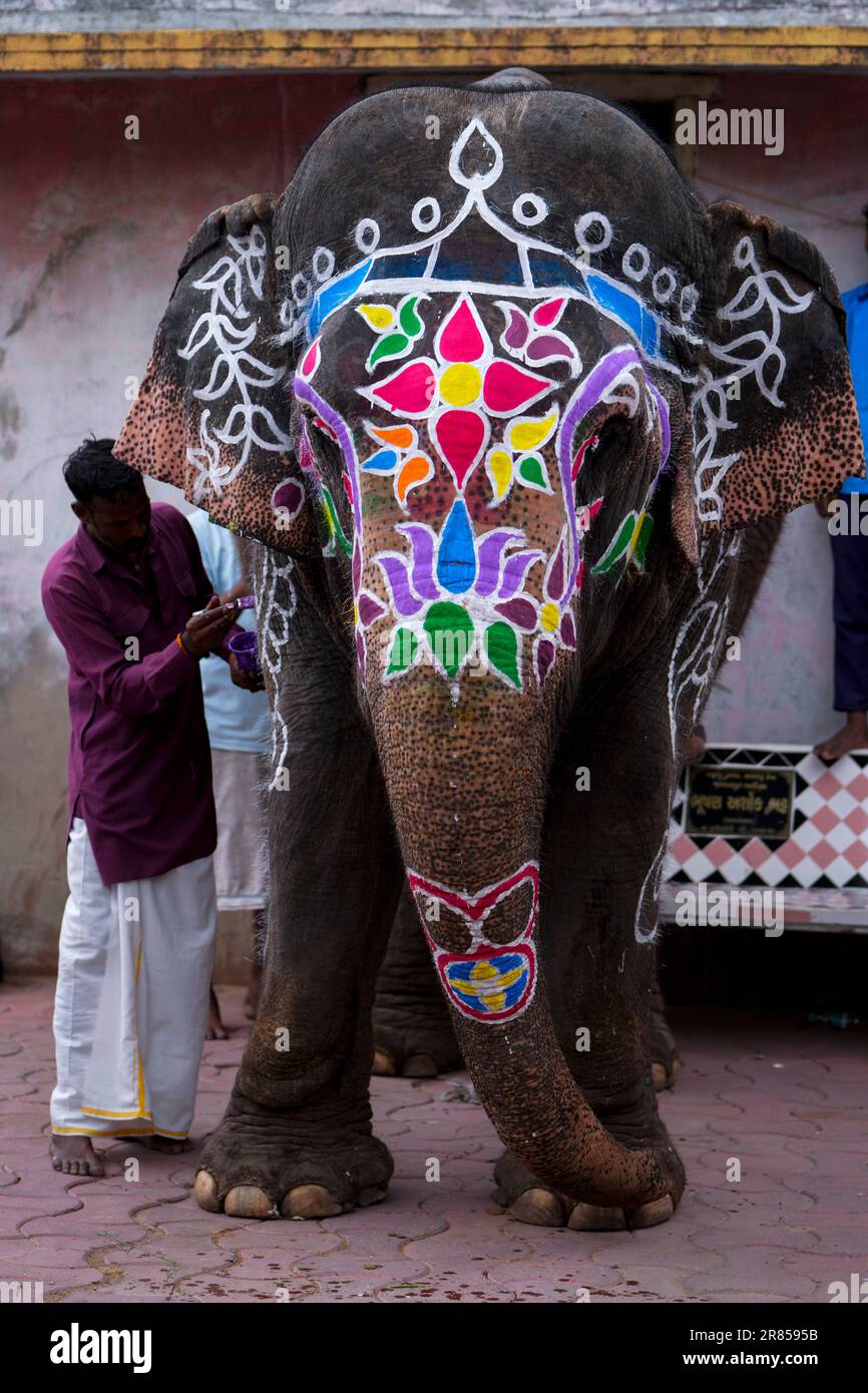 A man paints decorative motifs on an elephant in preparation of the ...