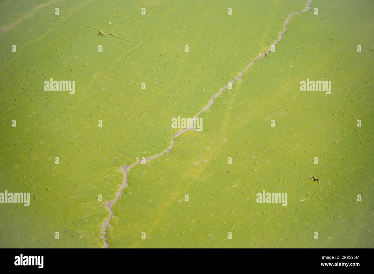 Green macroalgae covering mudflat at low tide in Carmarthen on the 17th ...