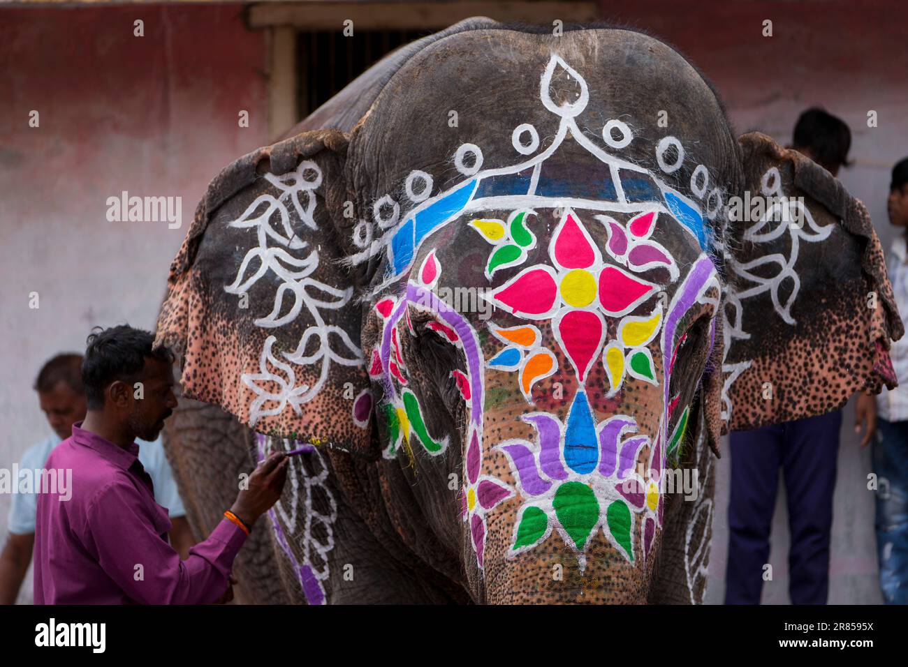 A man paints decorative motifs on an elephant in preparation of the ...