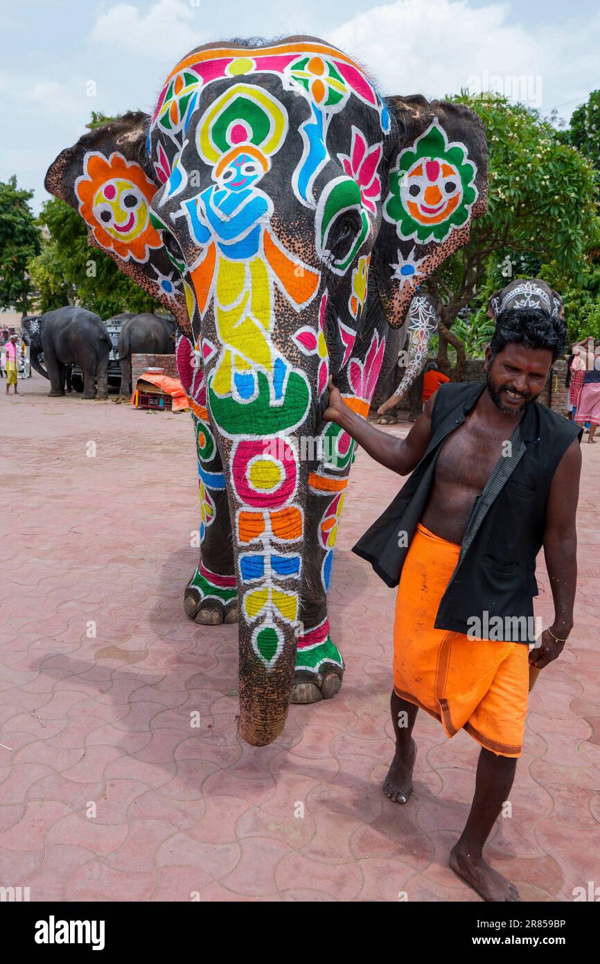A mahout walks a decorated elephant in preparation of the annual Rath ...