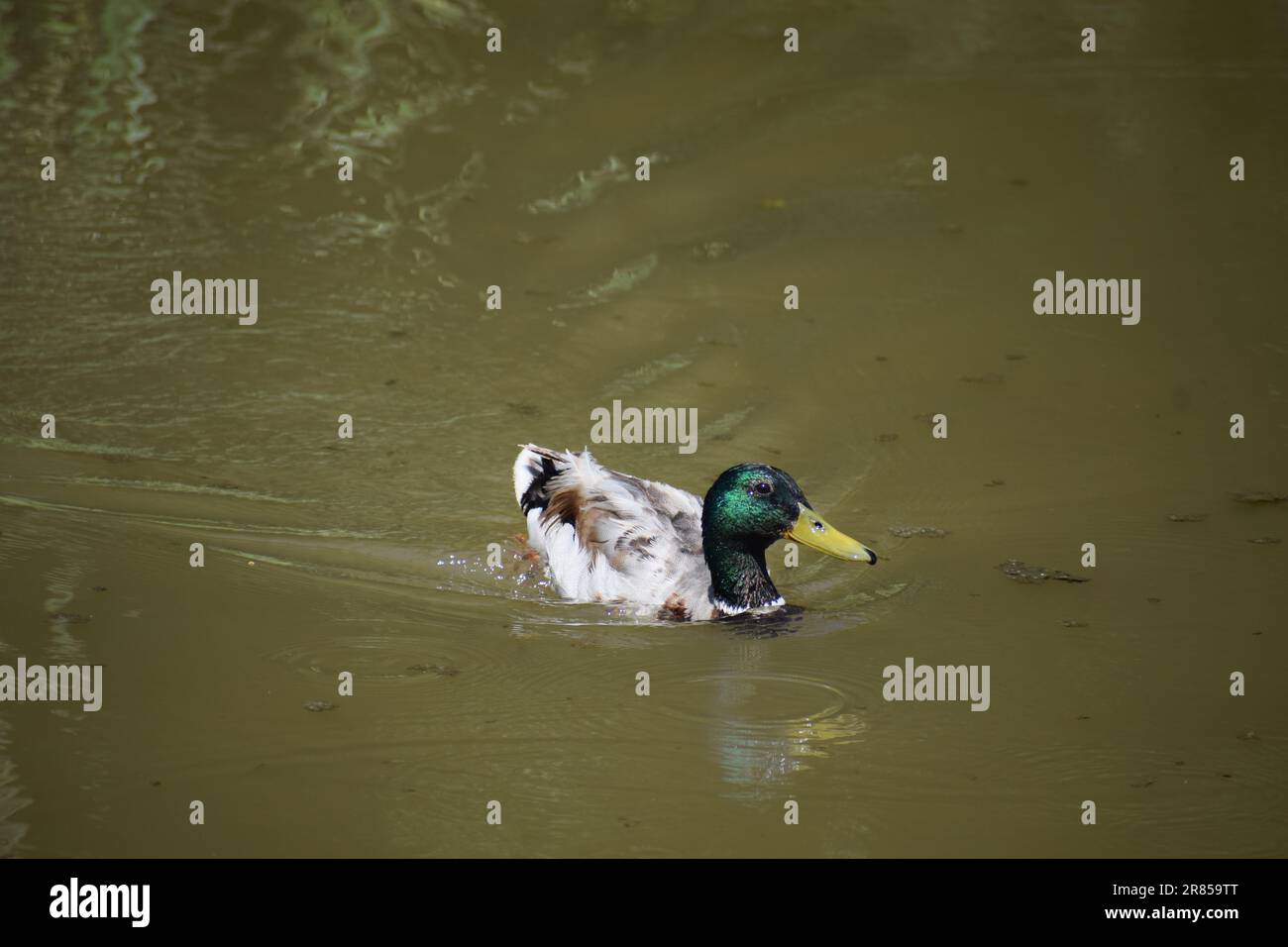 Duck in a Swamp Lake Stock Photo - Alamy