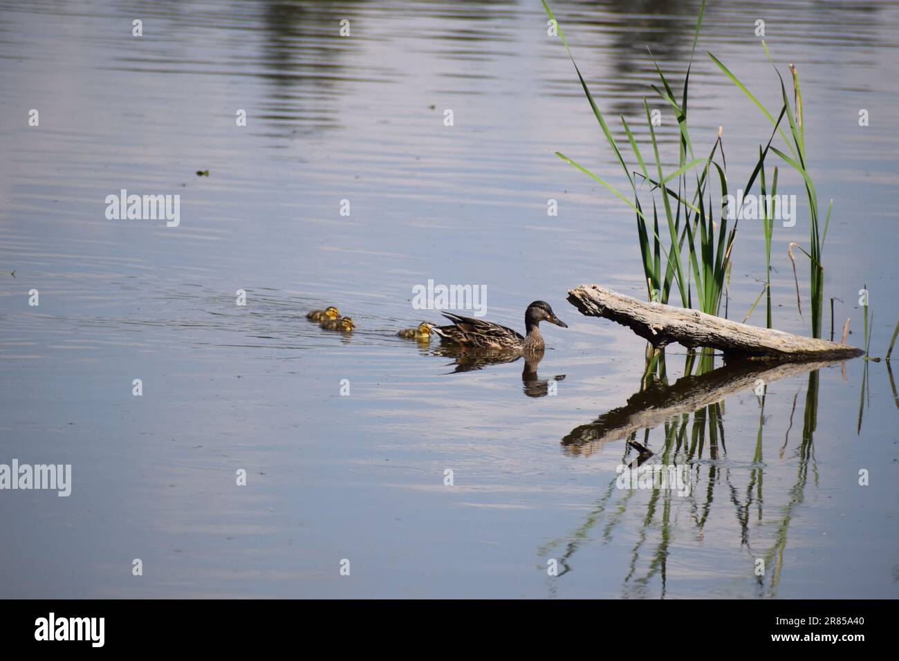 Ducks in a Swamp Lake, hiding in a tiny reed island Stock Photo - Alamy