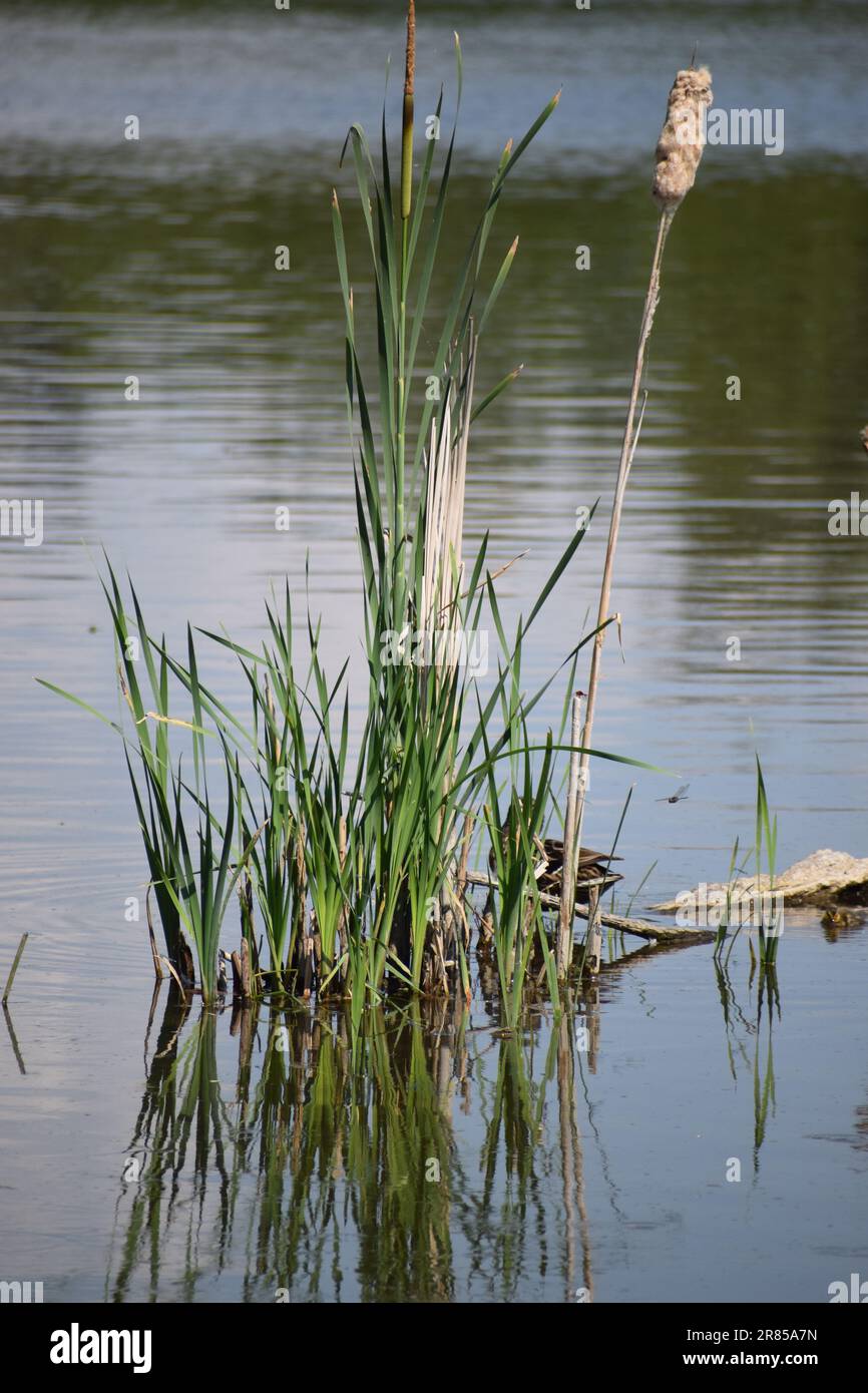 Ducks in a Swamp Lake, hiding in a tiny reed island Stock Photo - Alamy