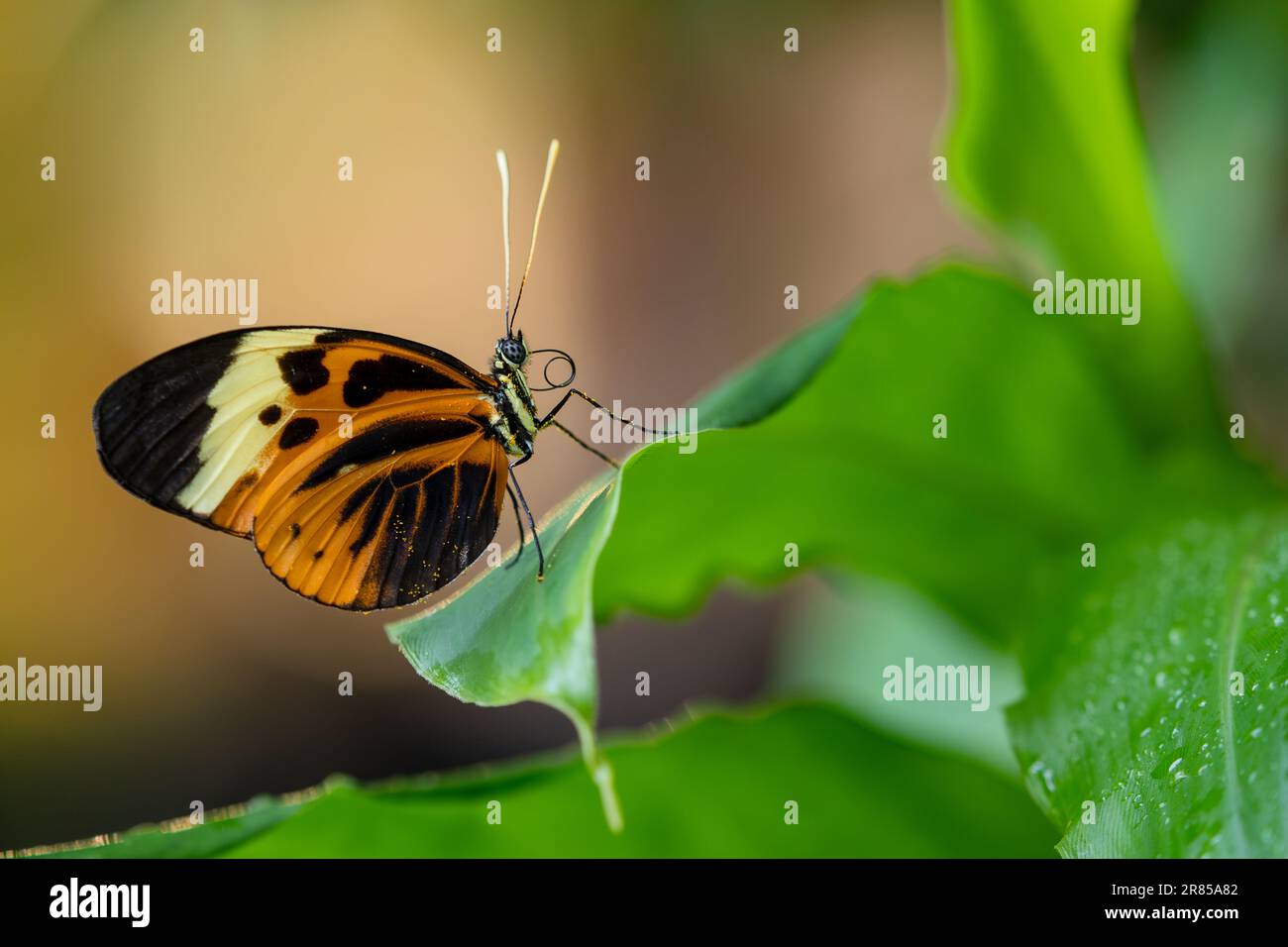 Numata longwing - Heliconius numata, beautiful orange butterfly from ...