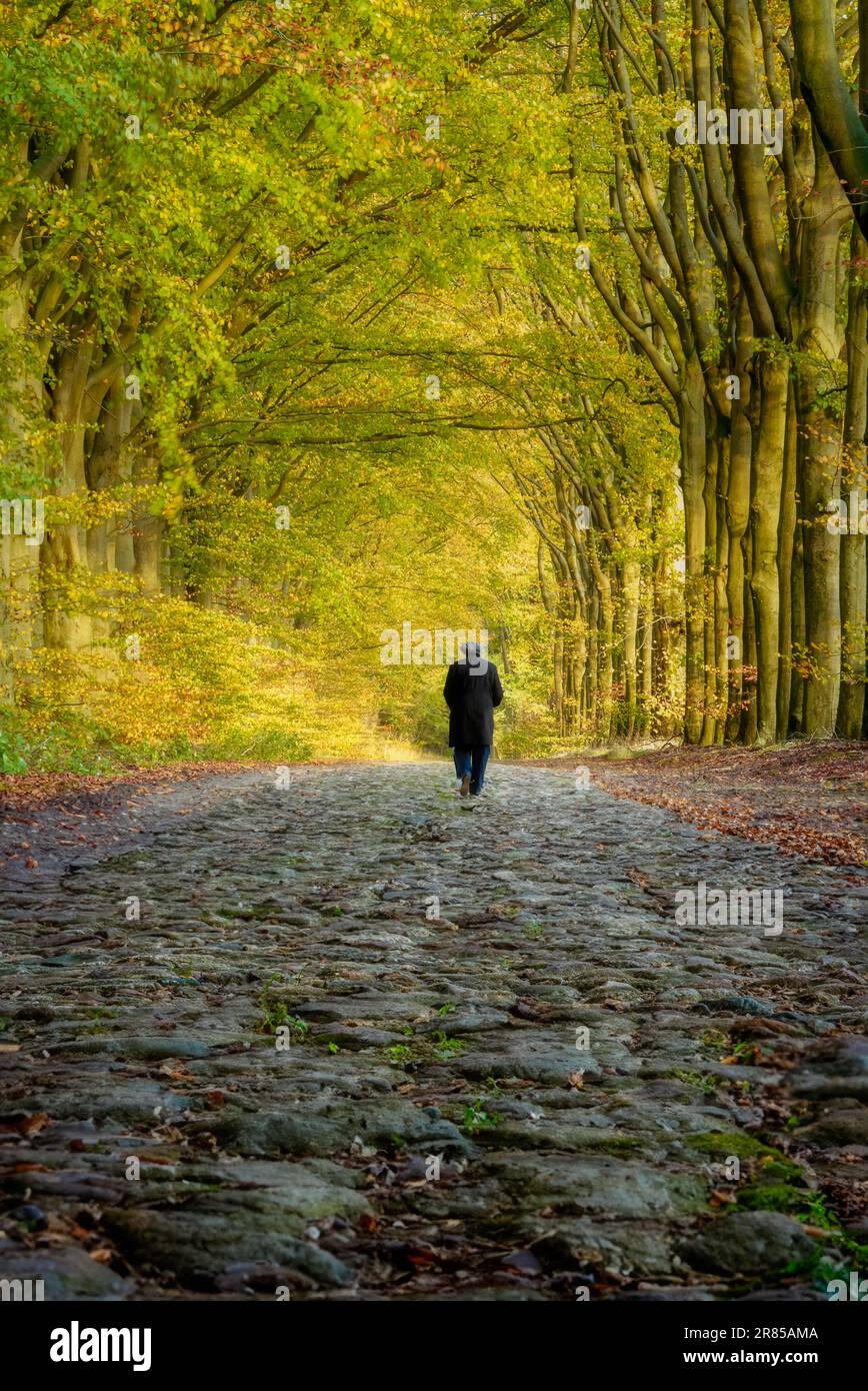 Country road through forest with fall colors and autumn sunlight ...
