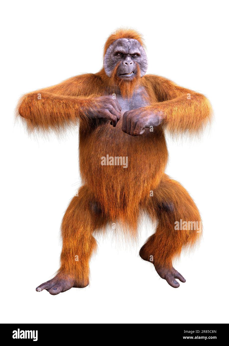 Ape orangutan monkey animal Cut Out Stock Images & Pictures - Alamy