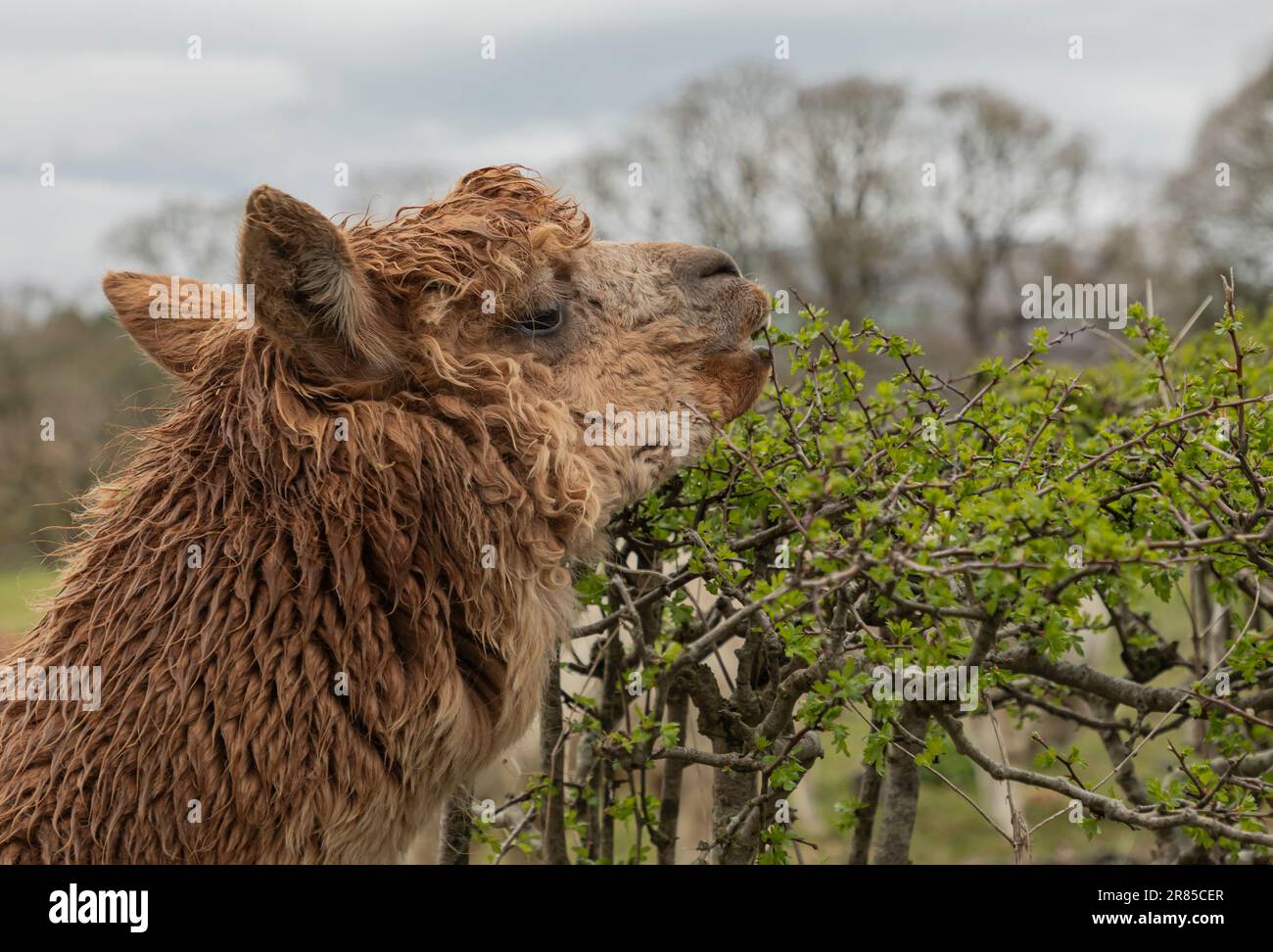Black and brown llama hi-res stock photography and images - Alamy