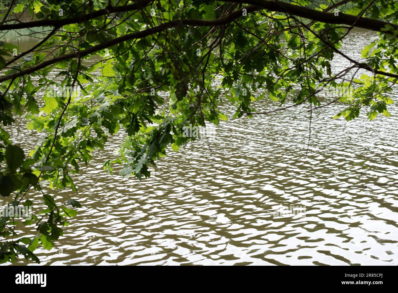 Branch hanging over water hi-res stock photography and images - Alamy