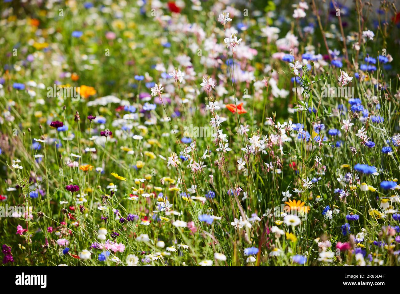 Close Up Of Beautiful Colourful Field Of Wild Flowers Growing Stock ...