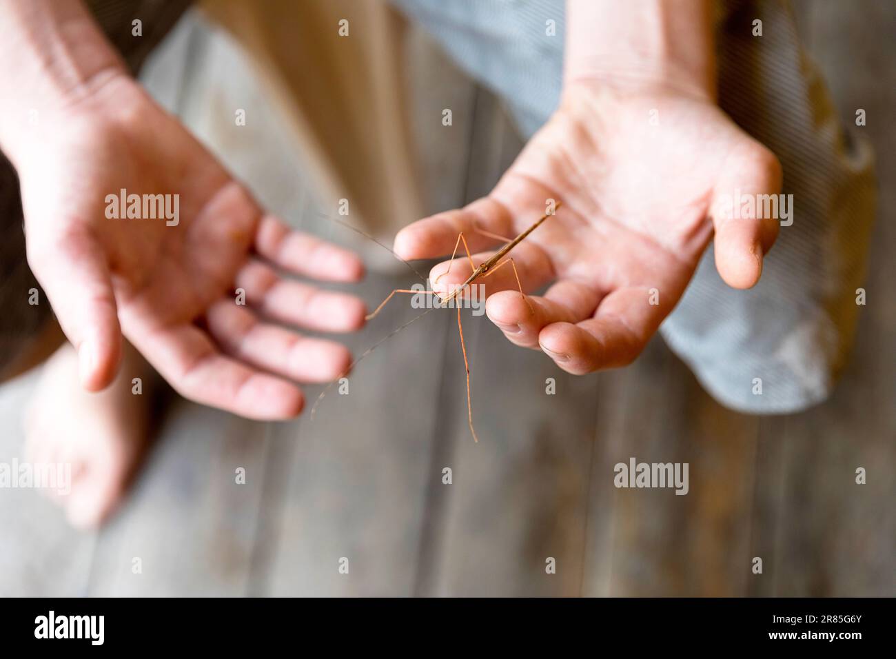 Walking stick insect camouflage mimic hi-res stock photography and ...