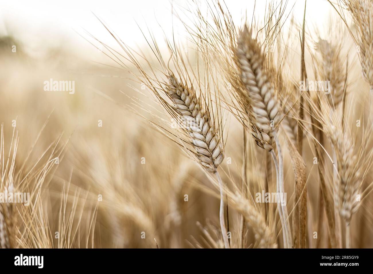 A close-up image capturing the details of mature wheat spikes under the ...