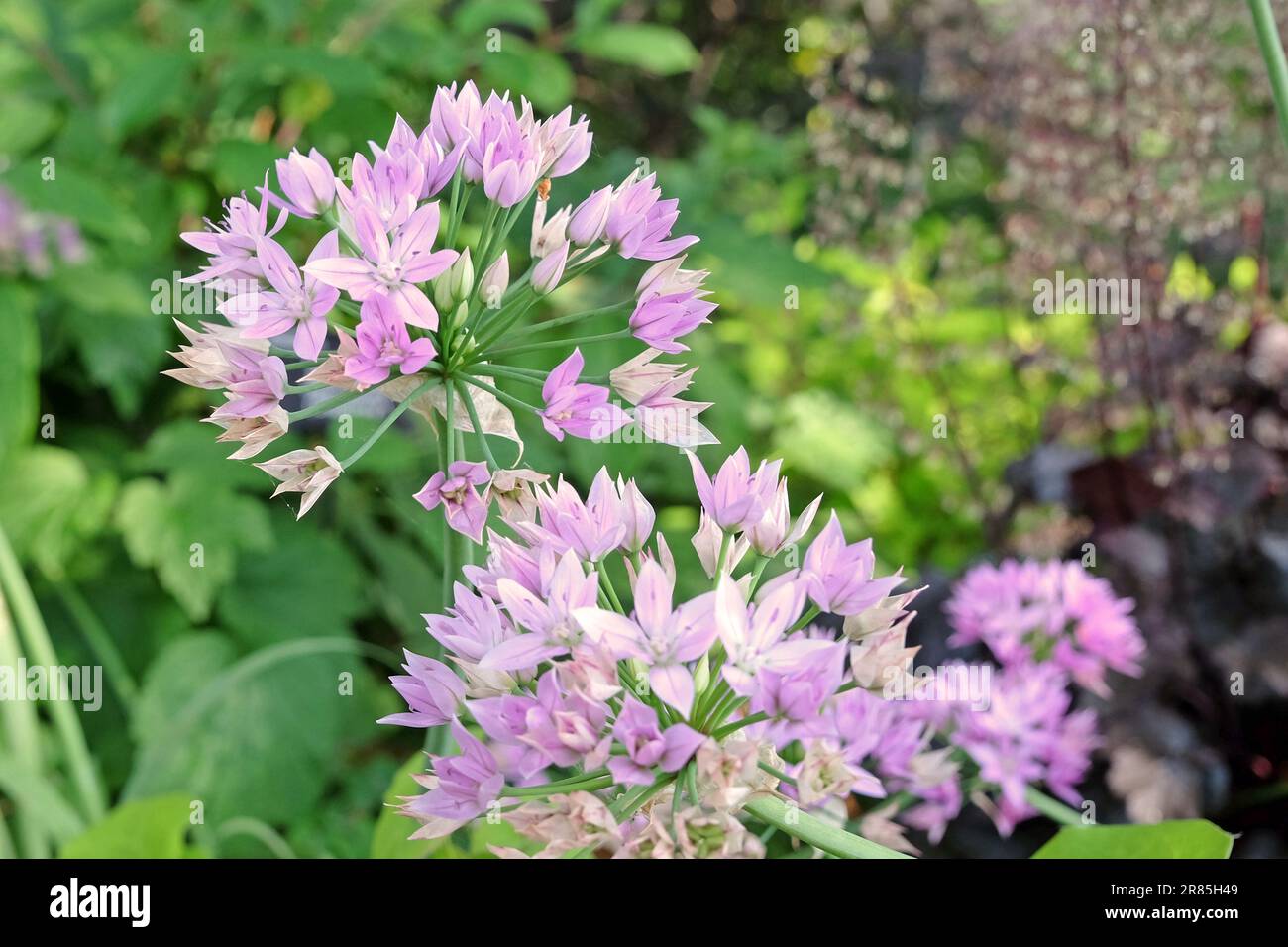 Allium unifolium 'Eros' in flower Stock Photo - Alamy