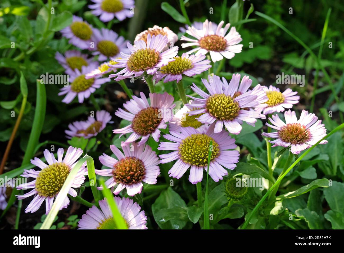 Seaside daisy hi-res stock photography and images - Alamy