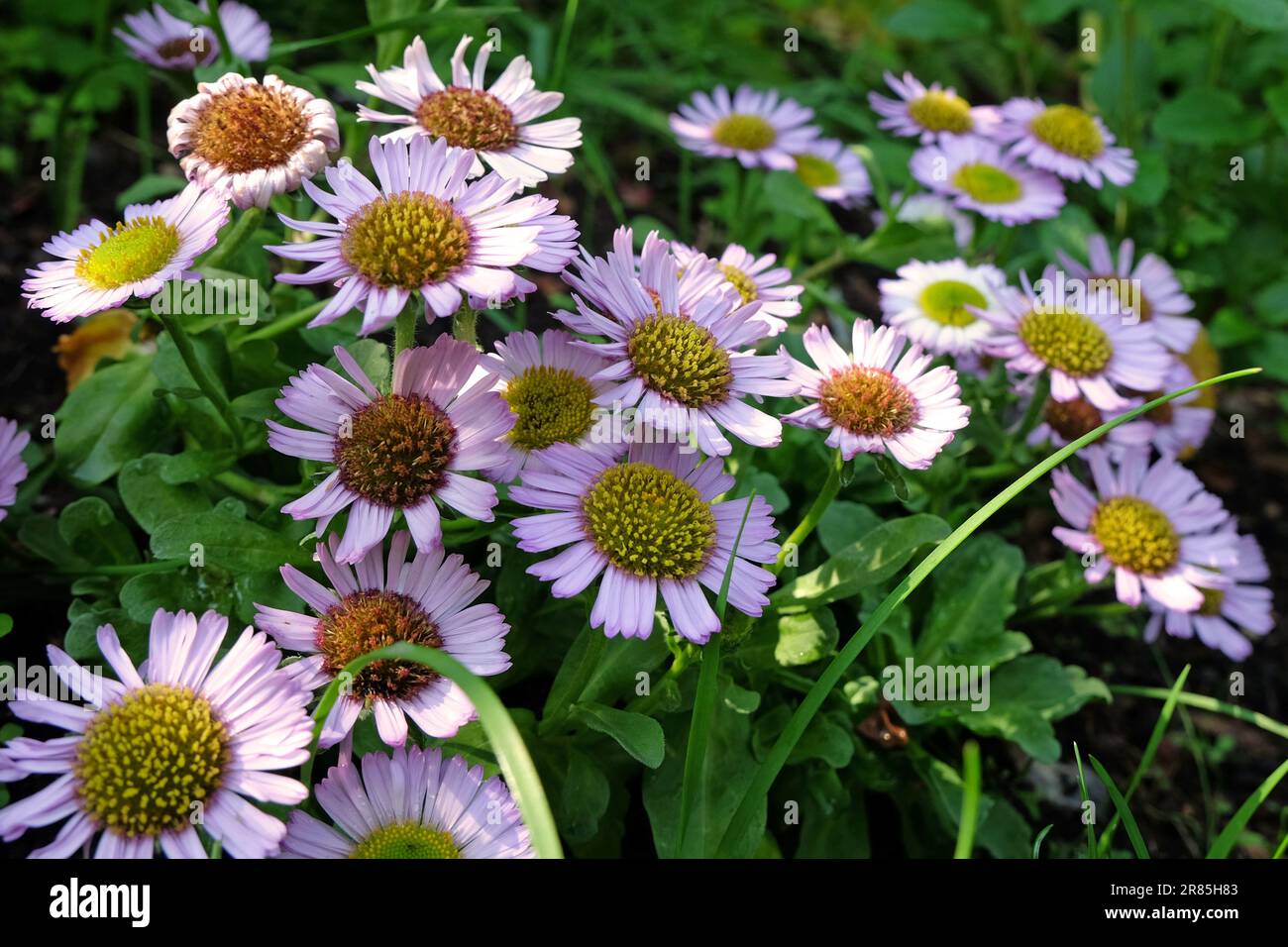 Erigeron glaucus seaside daisy ÔSea Breeze MauveÕ in flower Stock Photo ...