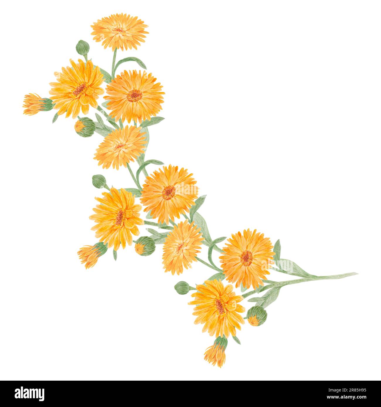 Boquet of orange calendula officinalis watercolor hand drawn ...
