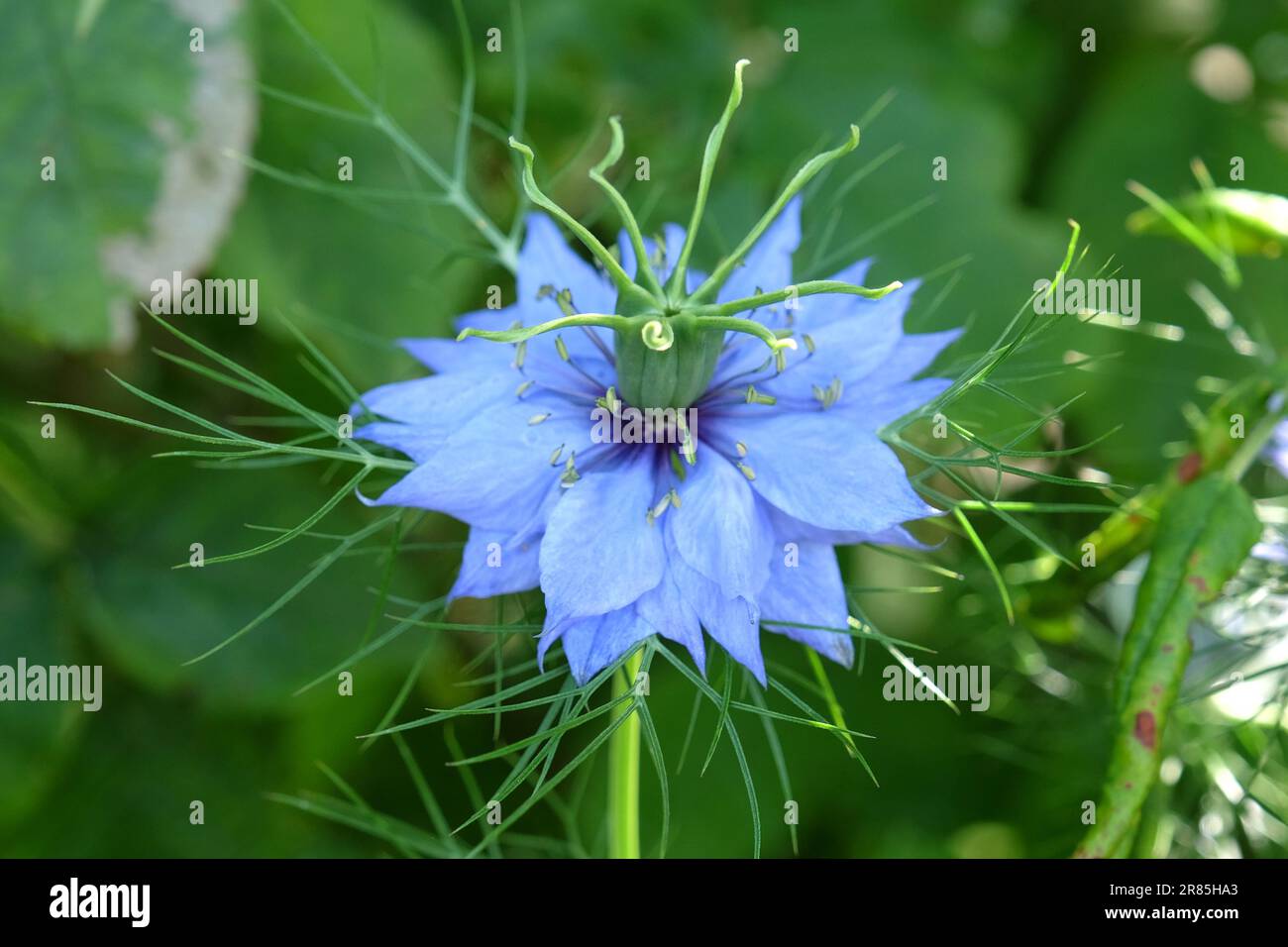 Love in a mist nigella damascena blue black hi-res stock photography ...