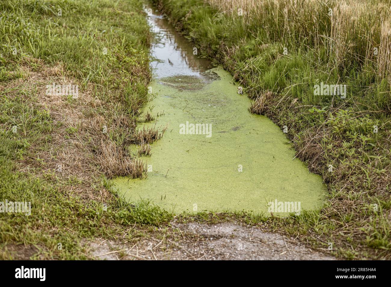 A distressing image of a countryside ditch polluted with various wastes ...