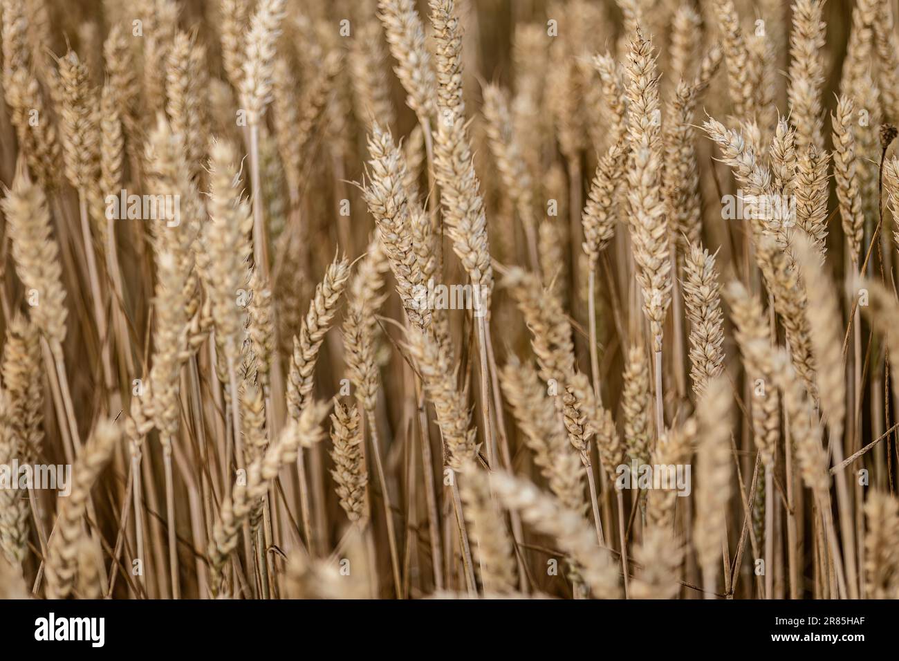 Golden spikes wheat under hi-res stock photography and images - Alamy