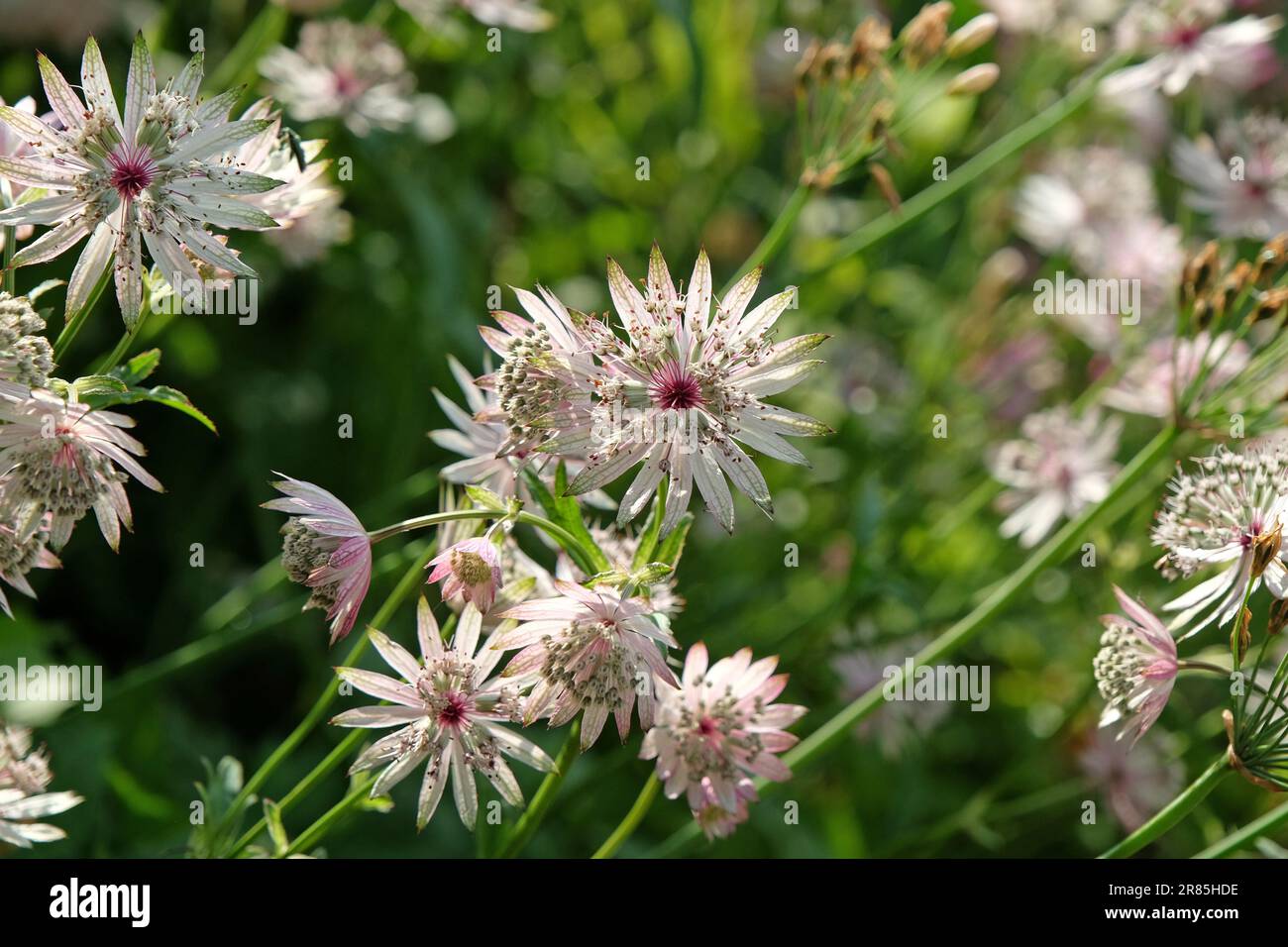 Masterworts astrantia major hi-res stock photography and images - Alamy