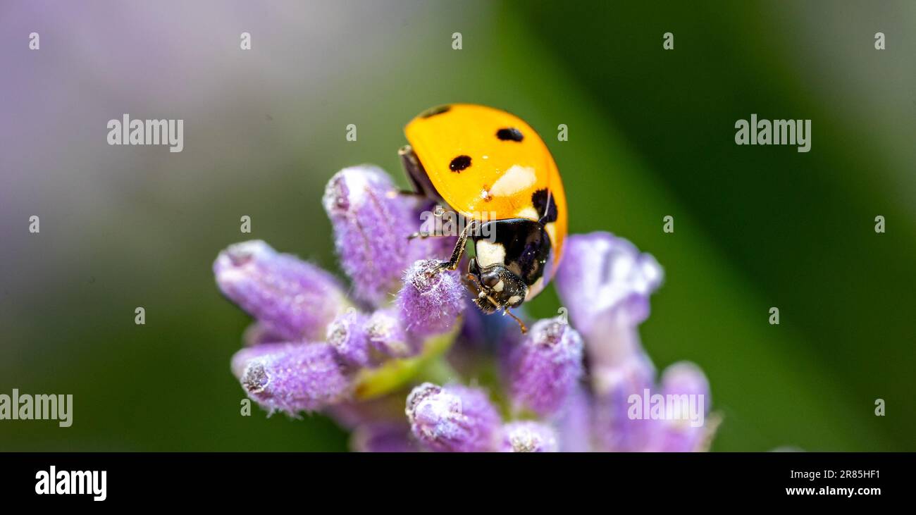 Closeup shot red ladybird on hi-res stock photography and images - Alamy