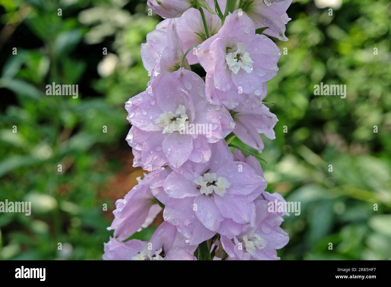 Pink Delphinium 'Cinderella' in flower Stock Photo - Alamy