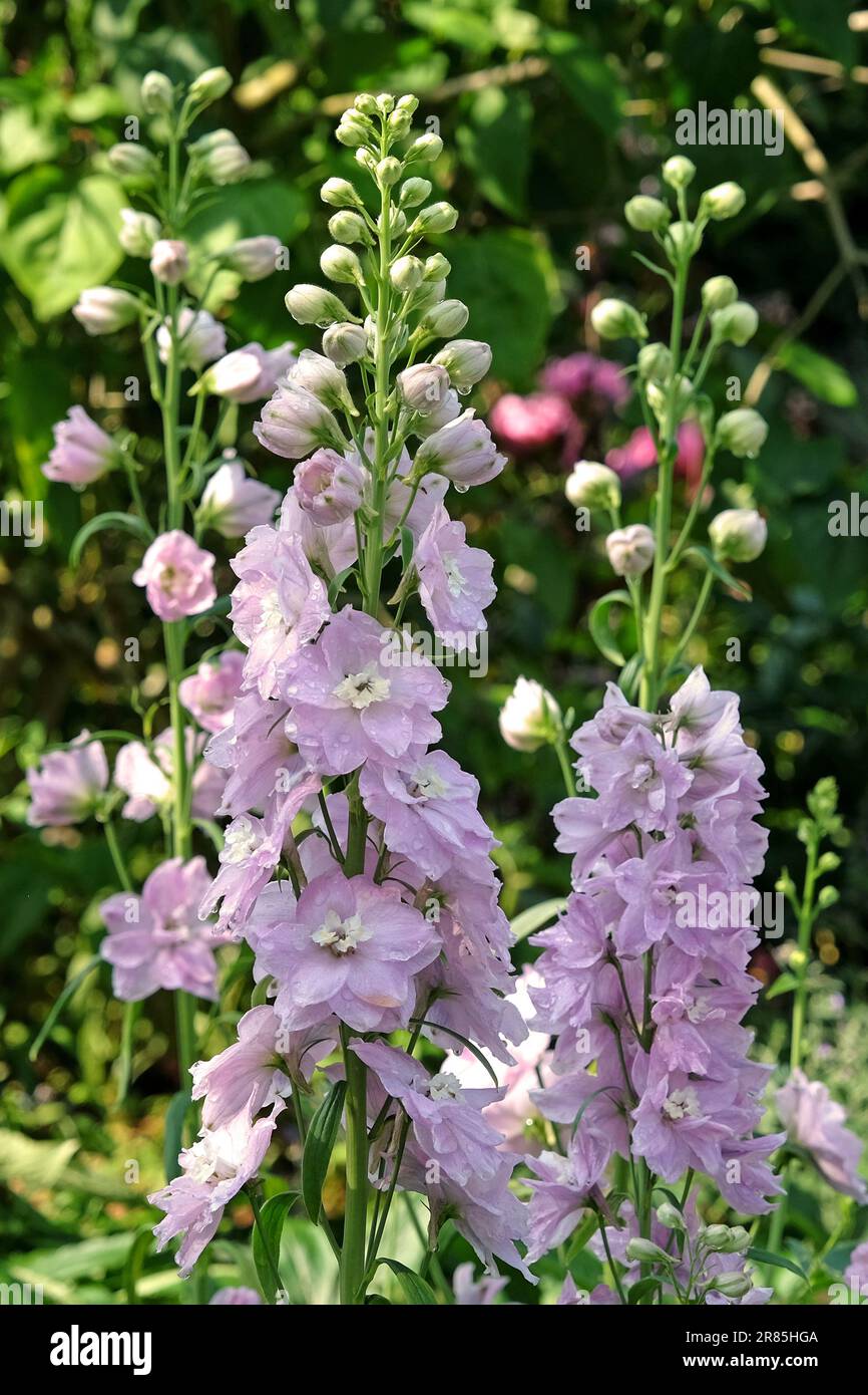 Pink Delphinium 'Cinderella' in flower Stock Photo - Alamy