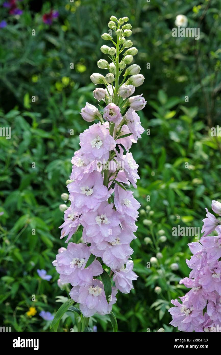 Pink Delphinium 'Cinderella' in flower Stock Photo - Alamy