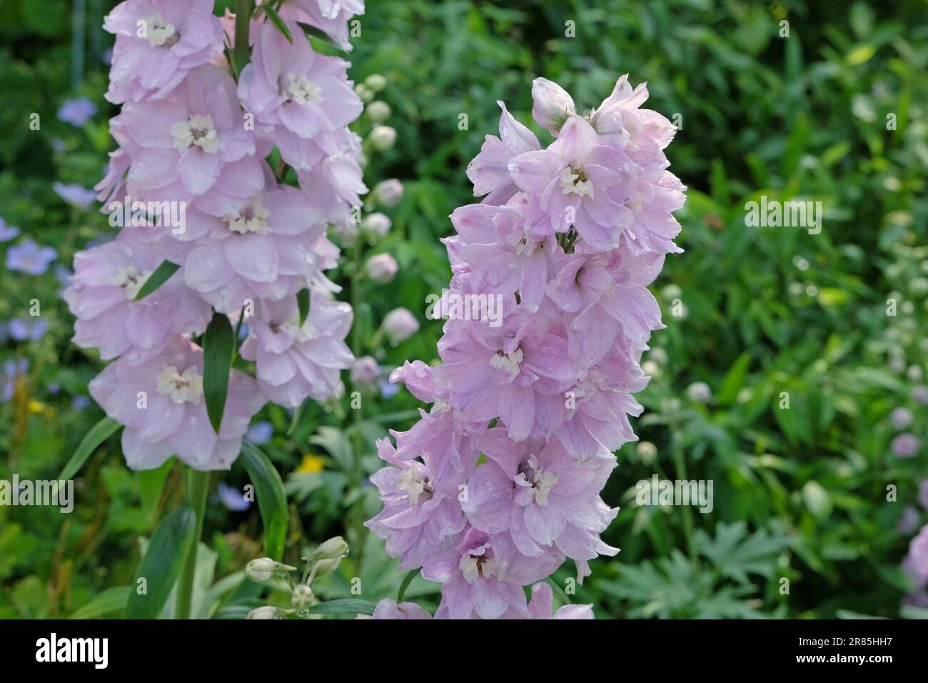 Pink Delphinium 'Cinderella' in flower Stock Photo - Alamy