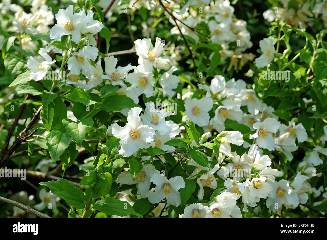 Sweet mock orange bush hi-res stock photography and images - Alamy