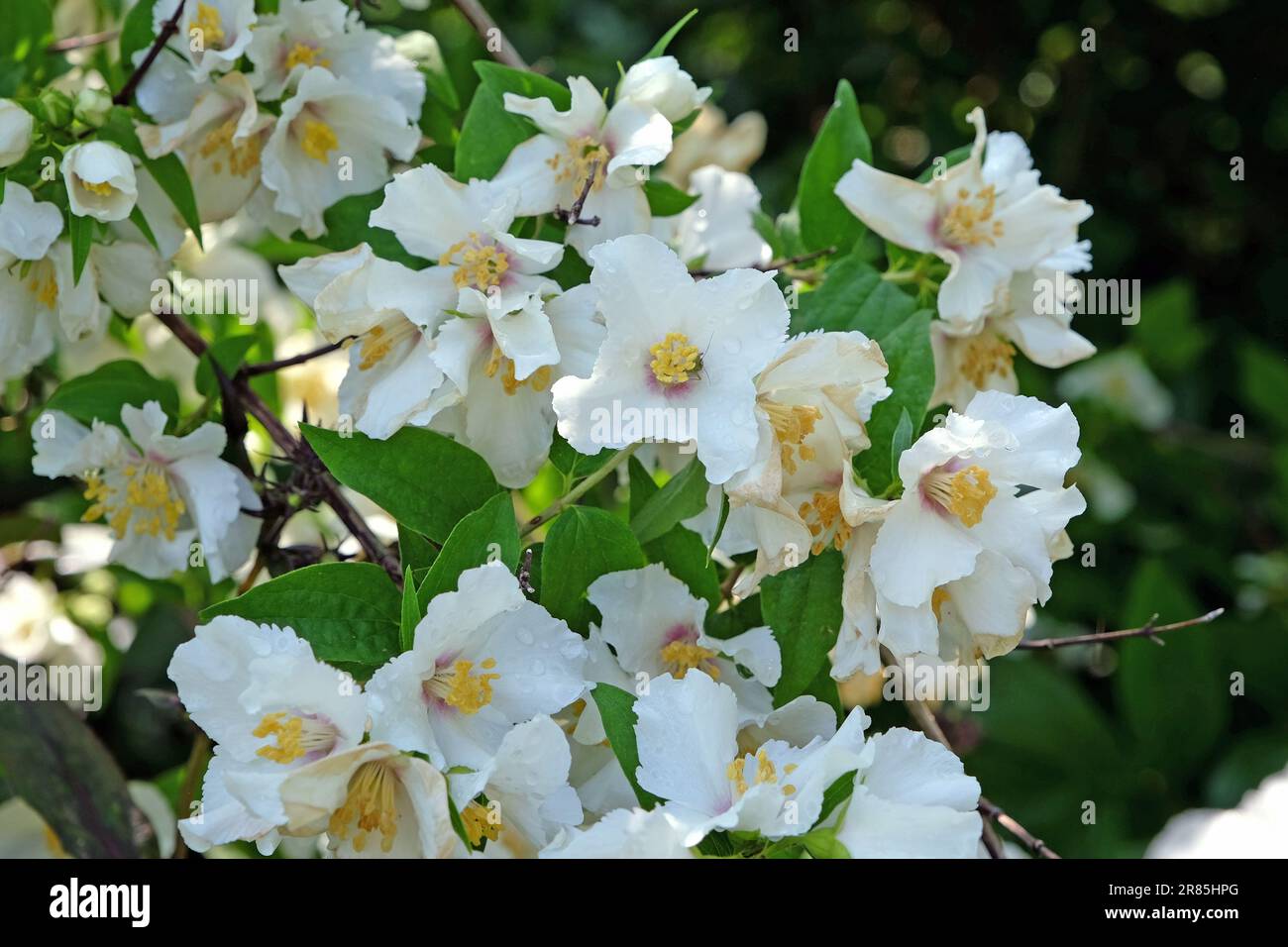 Sweet mock orange bush in flower Stock Photo - Alamy